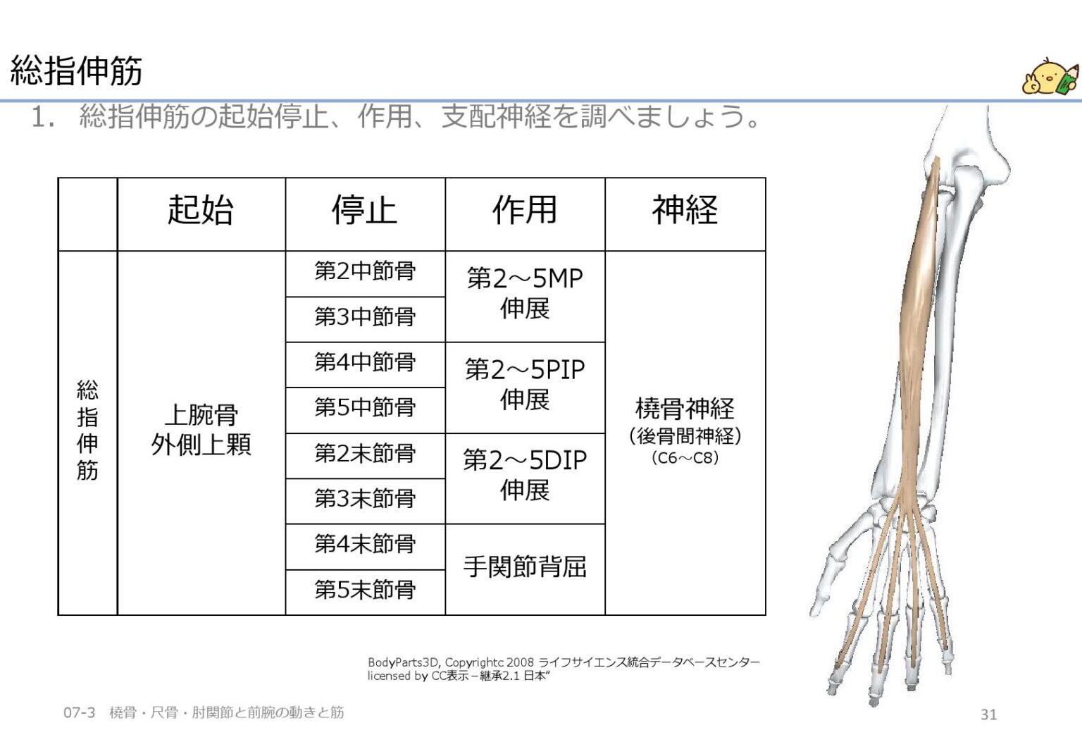 示指PIP・DIP関節伸展の筋は総指伸筋・示指伸筋 | 作業療法士国家試験対策講座 国試がわかる