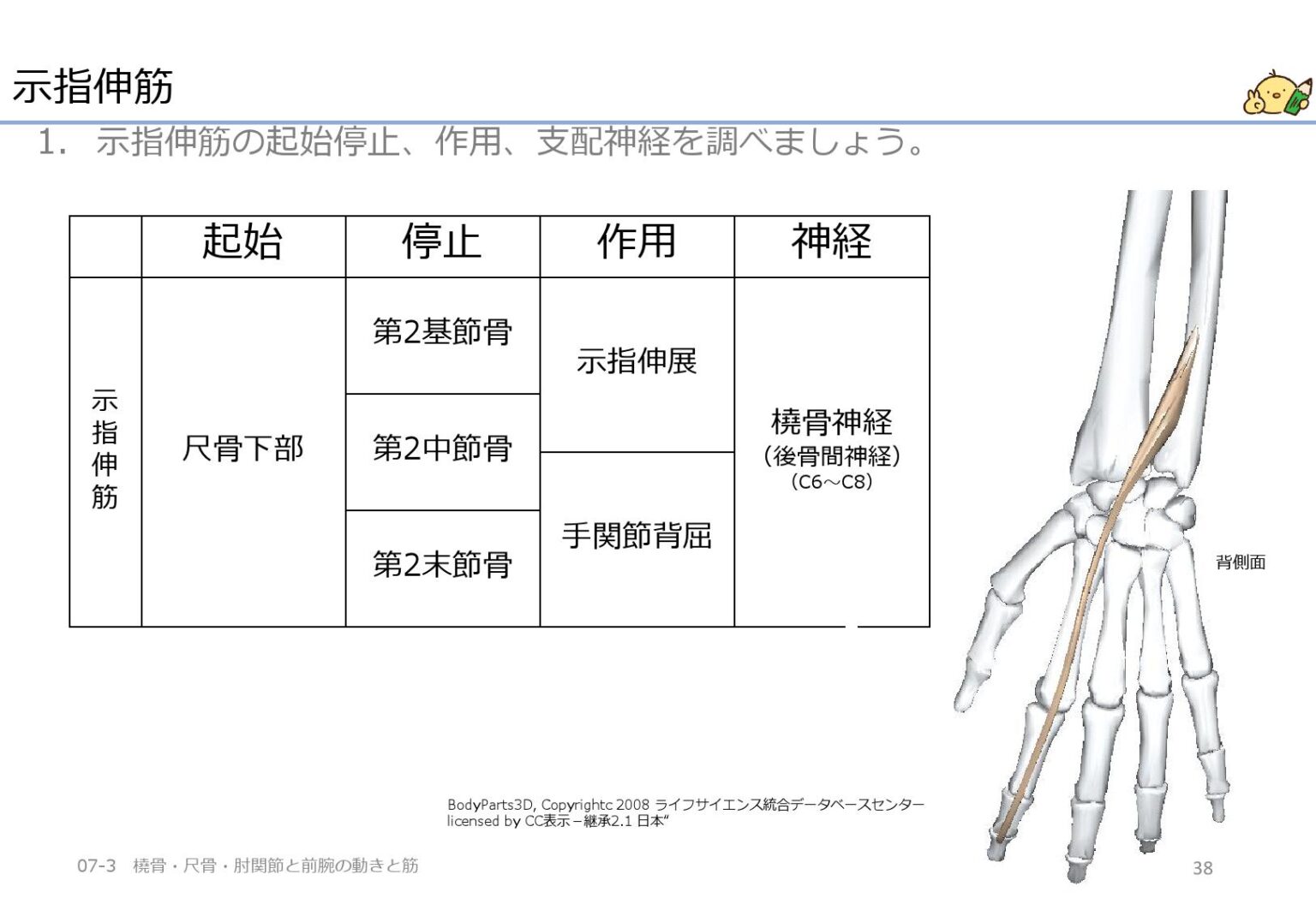 示指PIP・DIP関節伸展の筋は総指伸筋・示指伸筋 | 作業療法士国家試験対策講座 国試がわかる