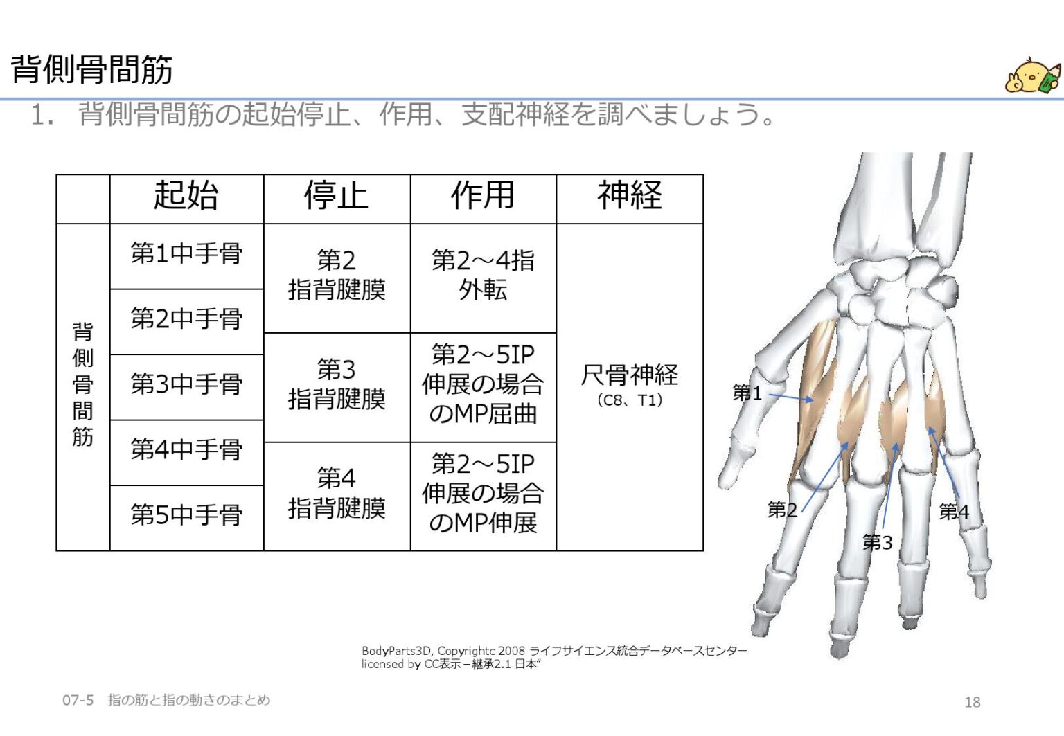 示指PIP・DIP関節伸展の筋は総指伸筋・示指伸筋 | 作業療法士国家試験対策講座 国試がわかる