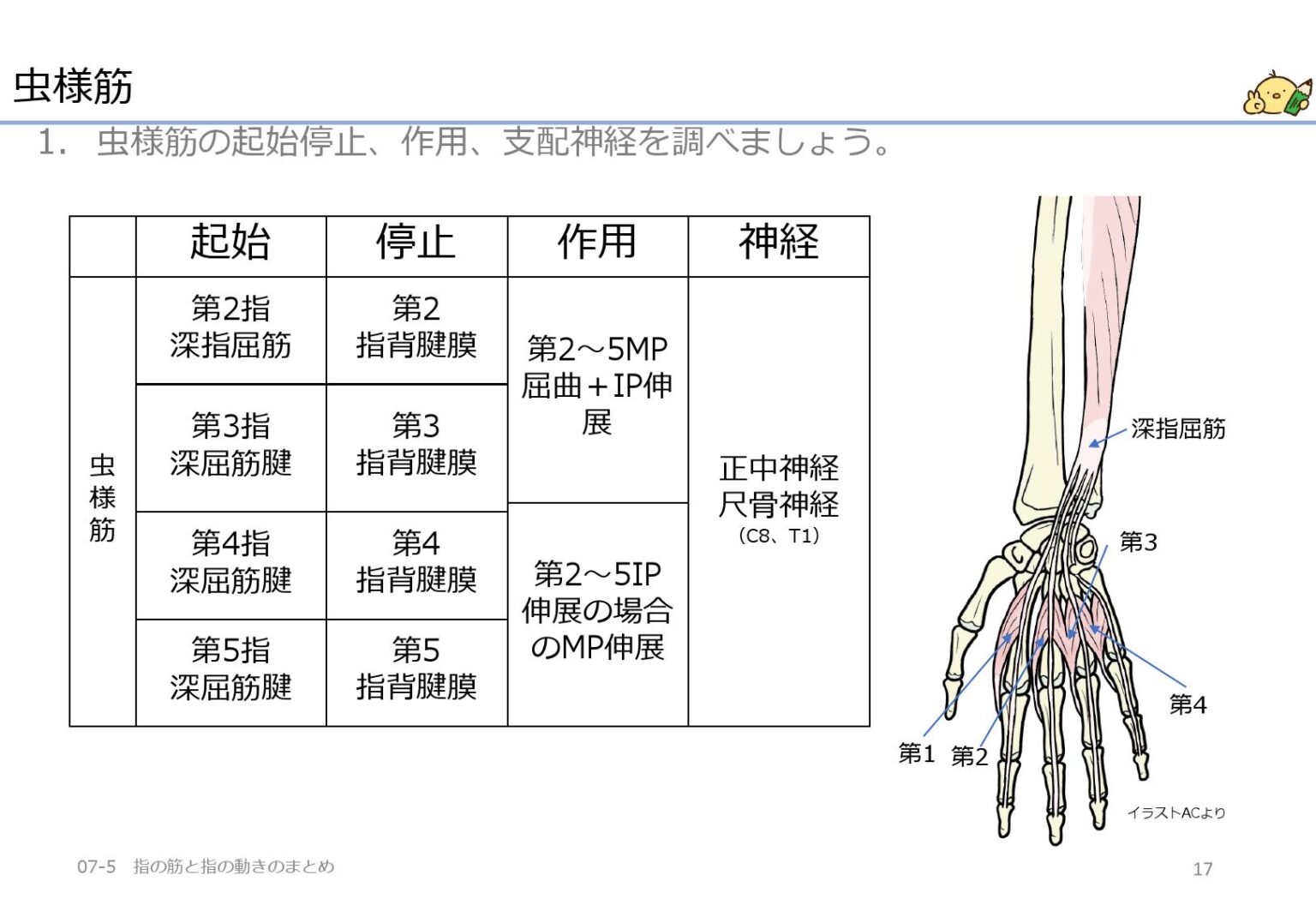 示指PIP・DIP関節伸展の筋は総指伸筋・示指伸筋 | 作業療法士国家試験対策講座 国試がわかる