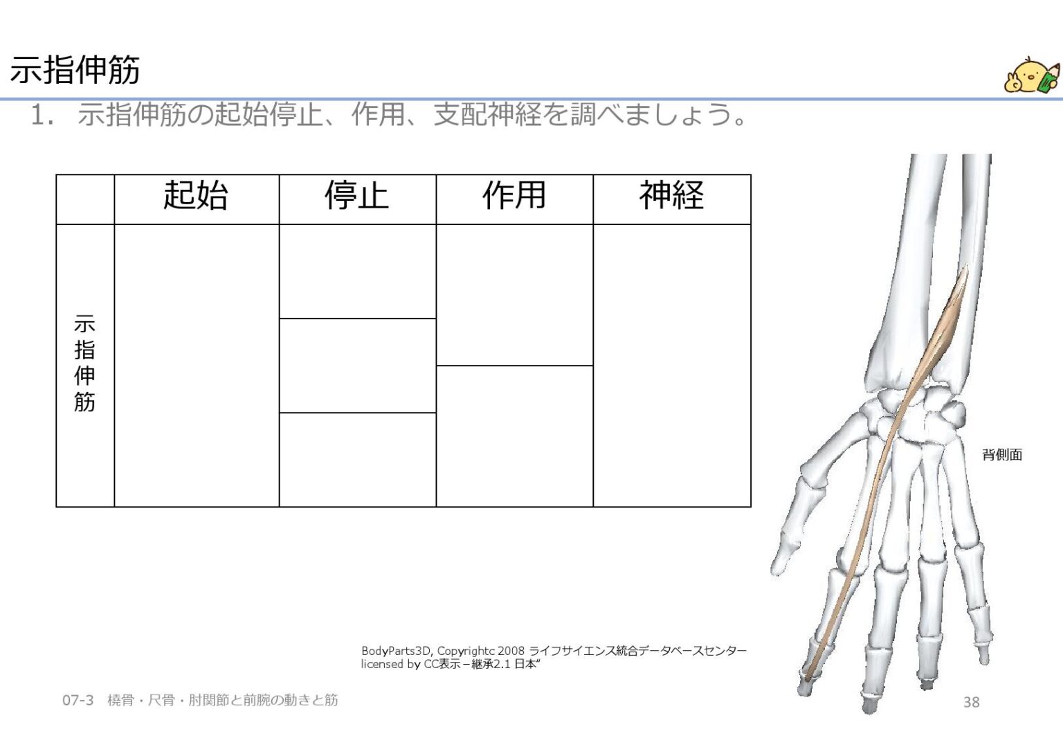 示指PIP・DIP関節伸展の筋は総指伸筋・示指伸筋 | 作業療法士国家試験対策講座 国試がわかる